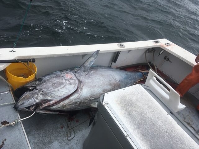 Combo Bass / Tuna - Wavelength Fishing Charters